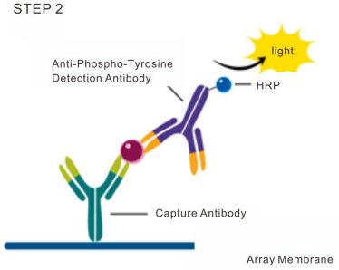 抗体芯片技术(Antibody Array)-乐备实(LabEx)官网